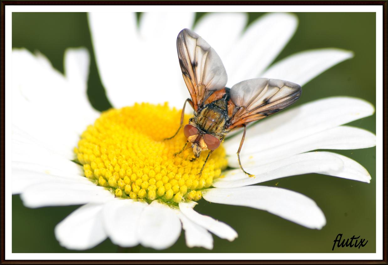 mouche photo et image | macro nature, macro insectes, nature Images ...