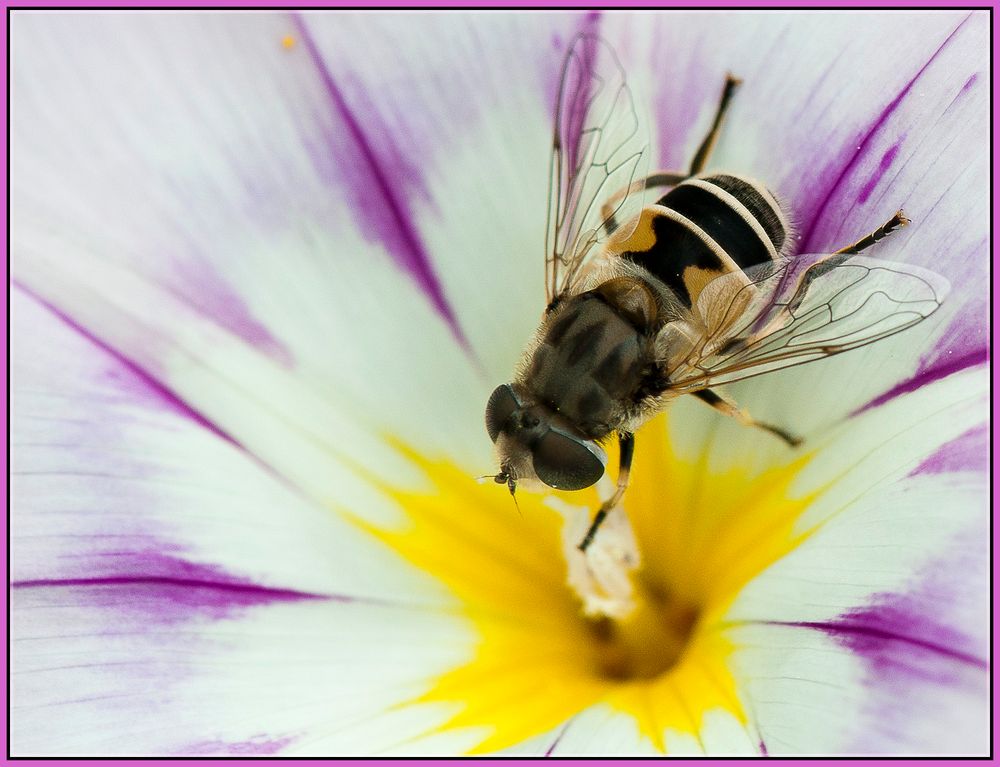 Mouche butineuse photo et image | macro nature, macro insectes, les ...