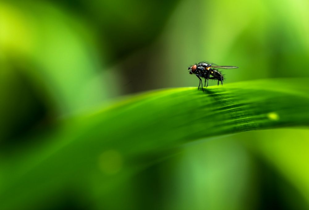 Mouche photo et image | jeunes photographes, insectes, mouches Images ...