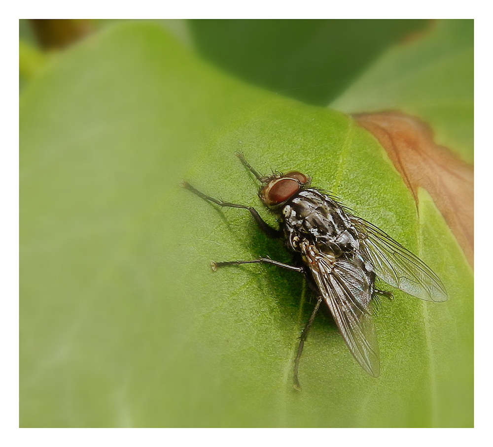 mouche photo et image | macro nature, macros, nature Images fotocommunity