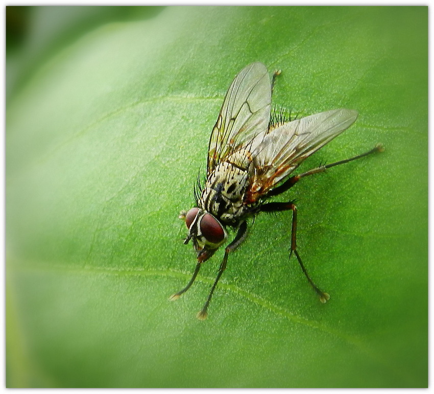 mouche photo et image | fleurs, macros, nature Images fotocommunity
