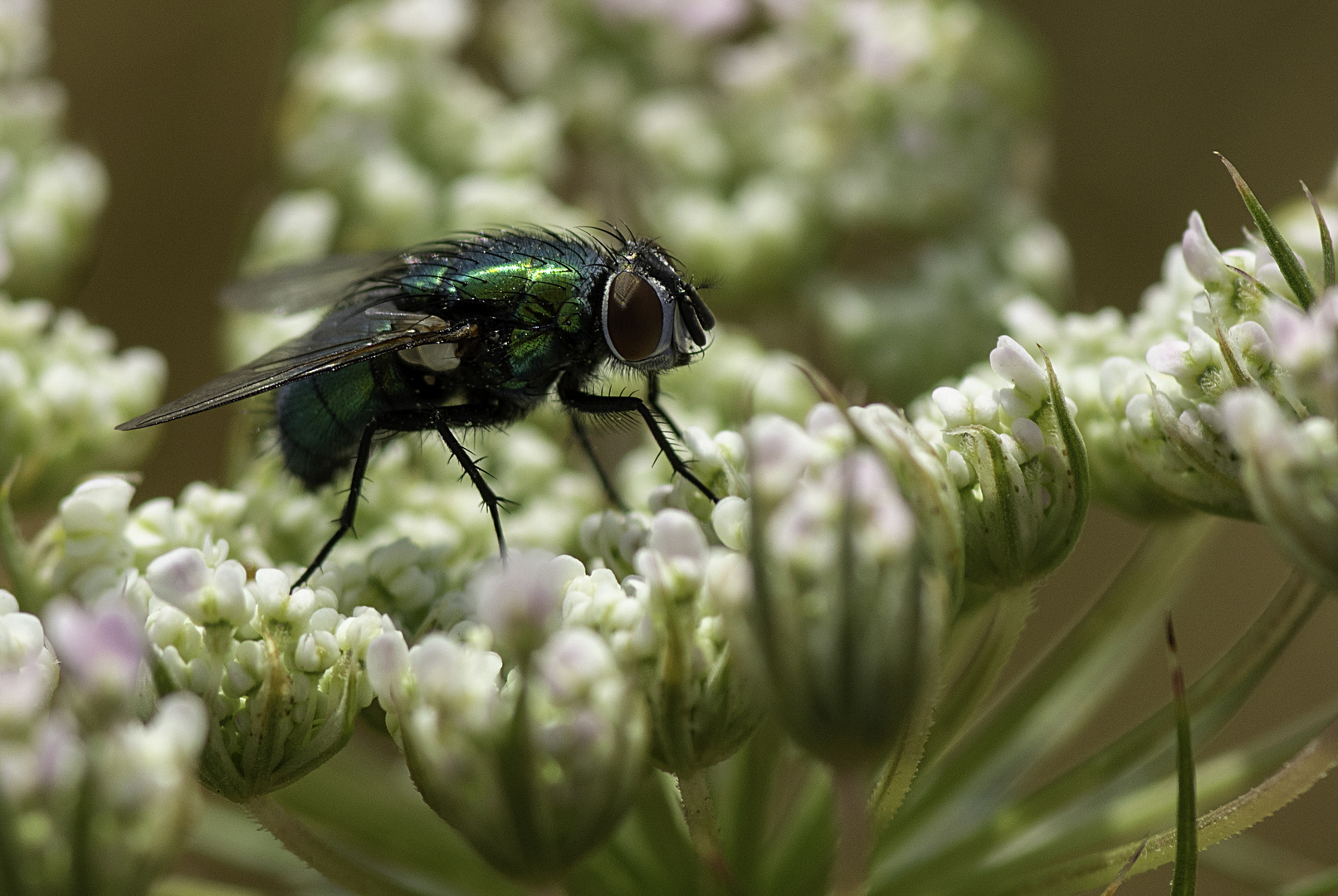 Mouche verte (Lucilia sericata, lucilie soyeuse) photo et image ...