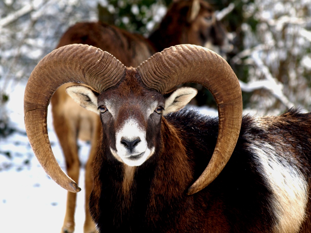 Moufflon Foto & Bild | tiere, zoo, wildpark & falknerei, zoo basel ...