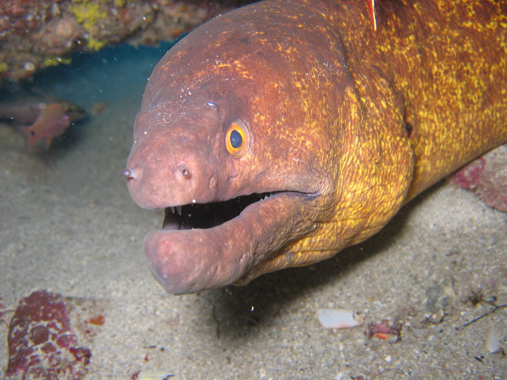 Mouräne 1 Foto & Bild | tiere, wildlife, fische Bilder auf fotocommunity