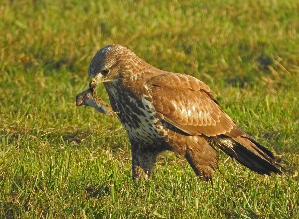 mouse to go Foto & Bild | tiere, wildlife, säugetiere Bilder auf ...