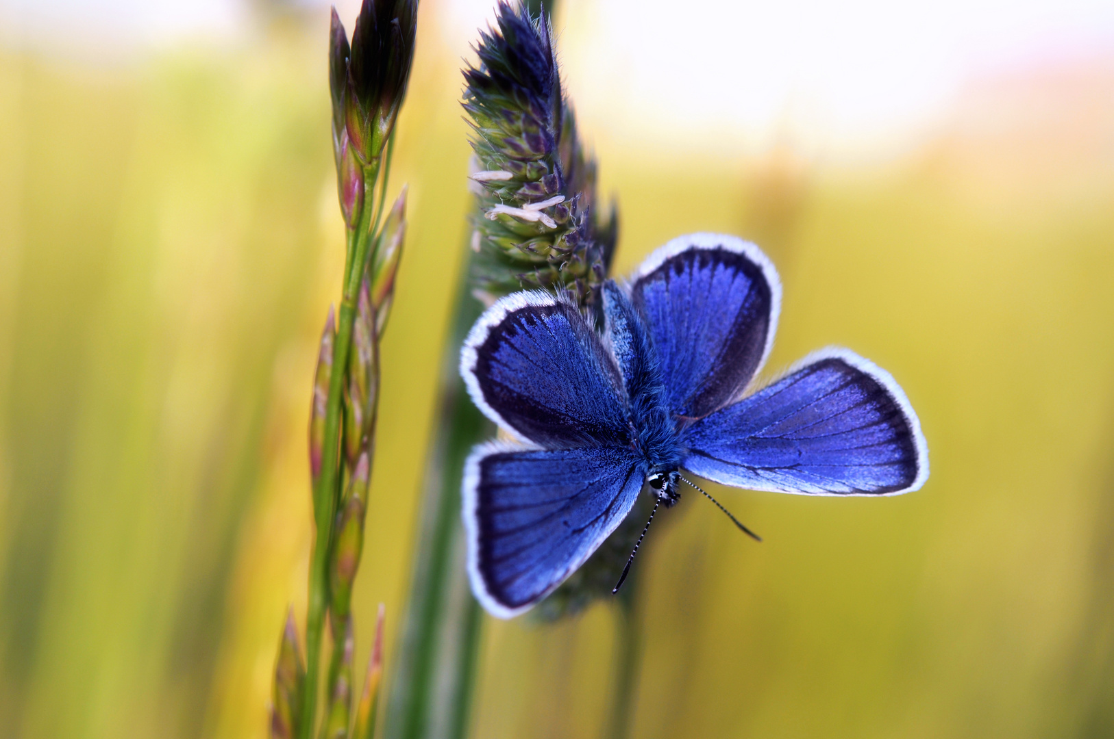 Mr Blue (Plebeius argus) Foto & Bild | natur-makros, natur-kreativ ...