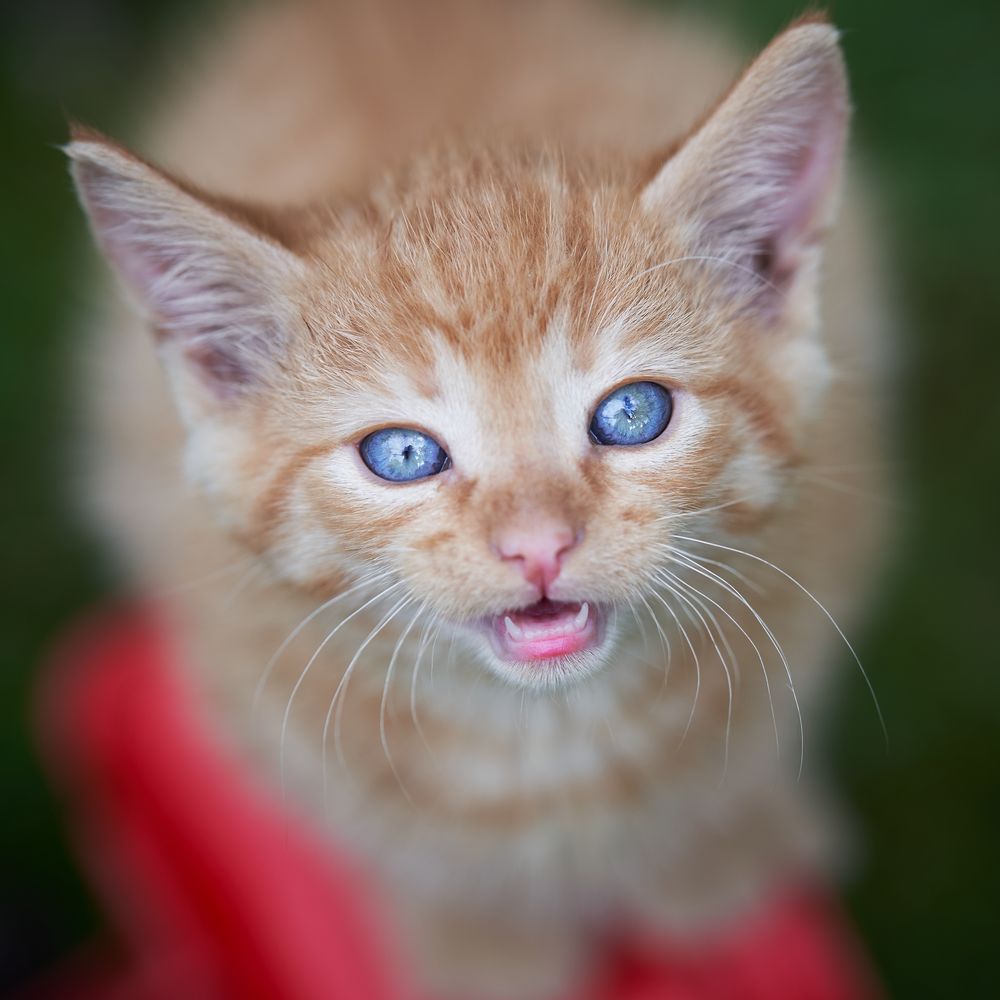 Mr. Charming Foto & Bild | tiere, haustiere, katzen Bilder auf fotocommunity