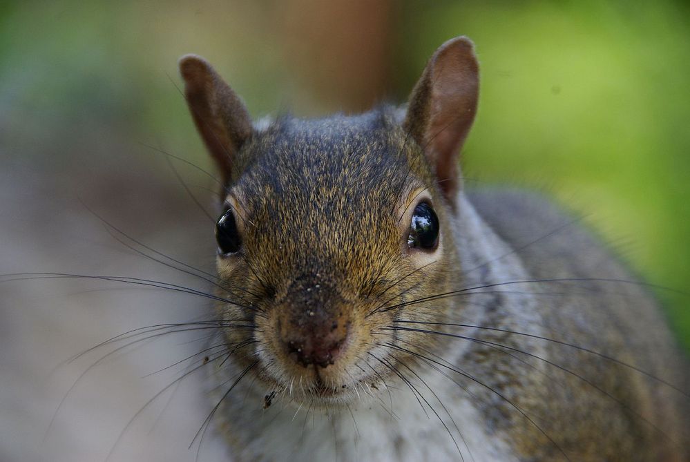 MR CRUNCHY Foto & Bild | animals, wildlife, mammals Bilder auf ...