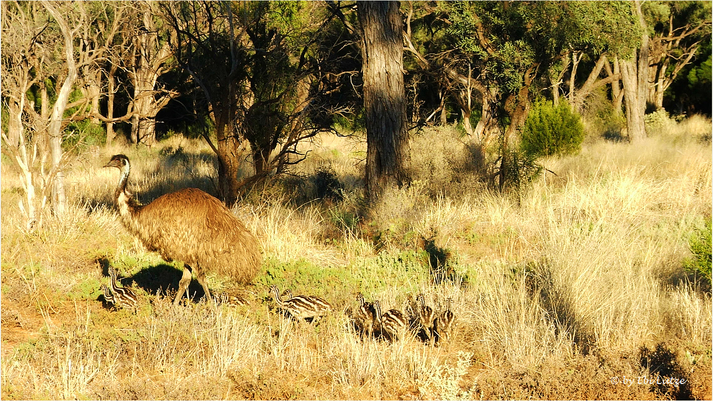 Mr. Emu and his Nursery *** Foto & Bild | australia & oceania ...