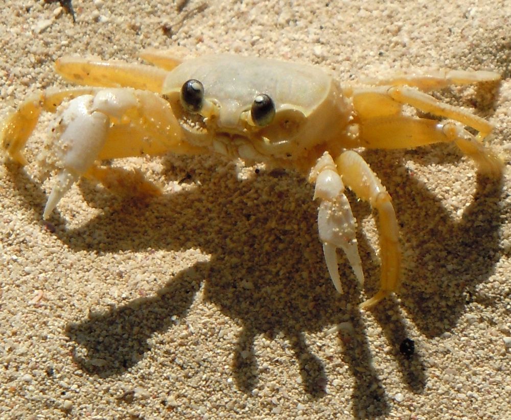 MR; KREBS Foto & Bild | tiere, wildlife, krebse Bilder auf fotocommunity