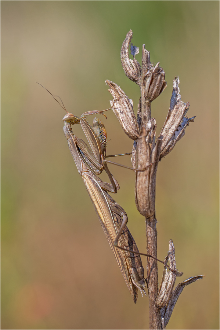 Mr. Mantis Foto & Bild | tiere, wildlife, insekten Bilder auf fotocommunity