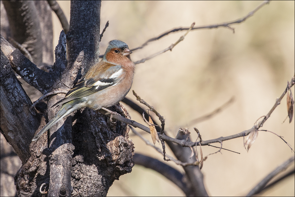 Mr-Pinson des arbres photo et image | nature, birds, oiseaux Images ...