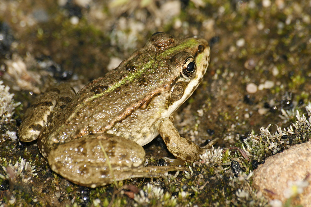 Mr. Quak Foto & Bild | tiere, wildlife, amphibien & reptilien Bilder ...