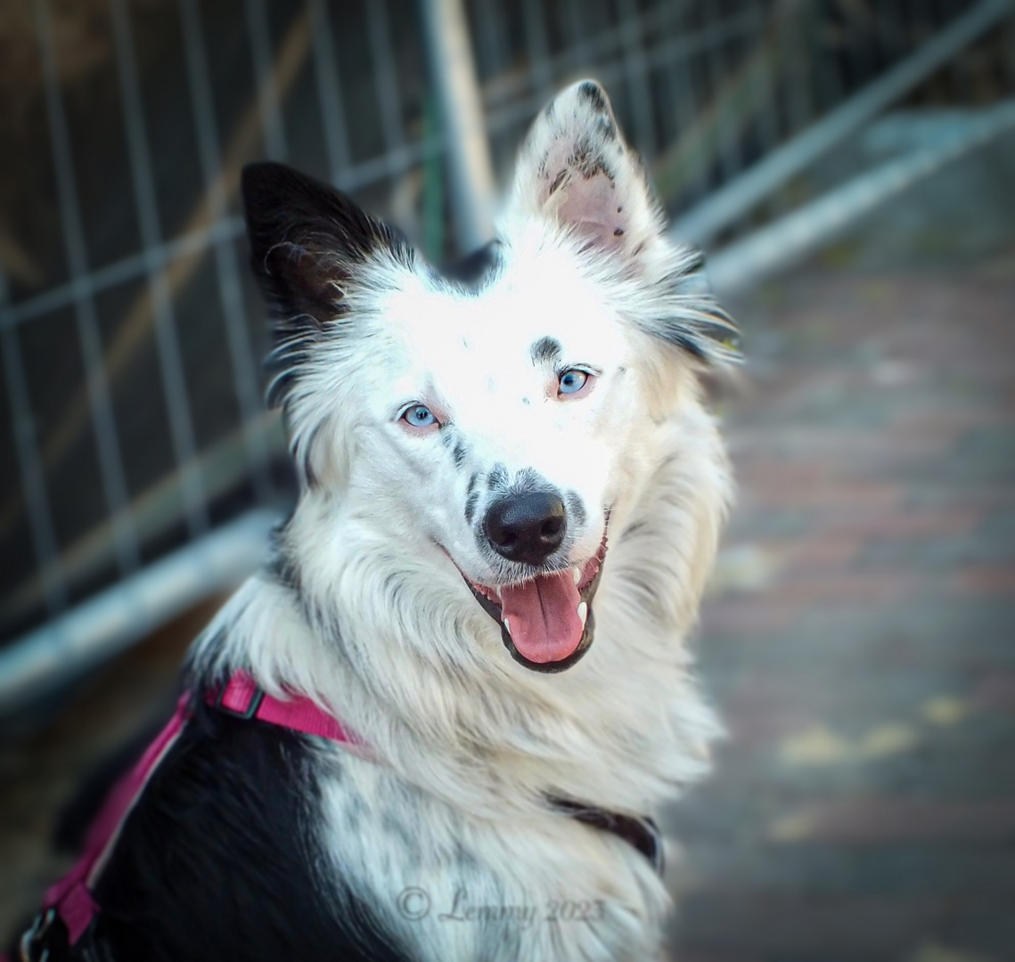 Mrs. Blue Eyes Foto & Bild | tiere, haustiere, hunde Bilder auf fotocommunity