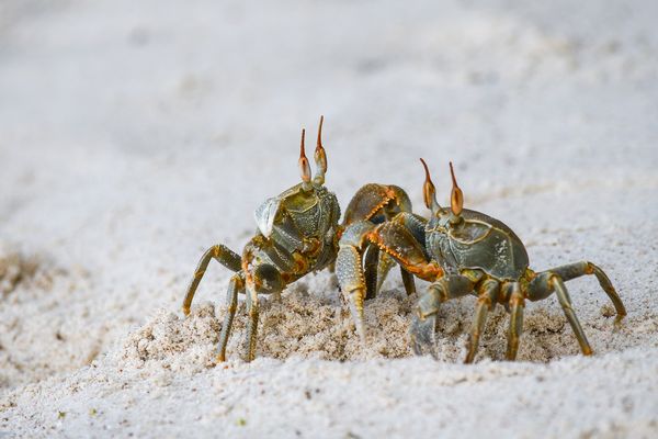 Krebse Bilder & Fotos