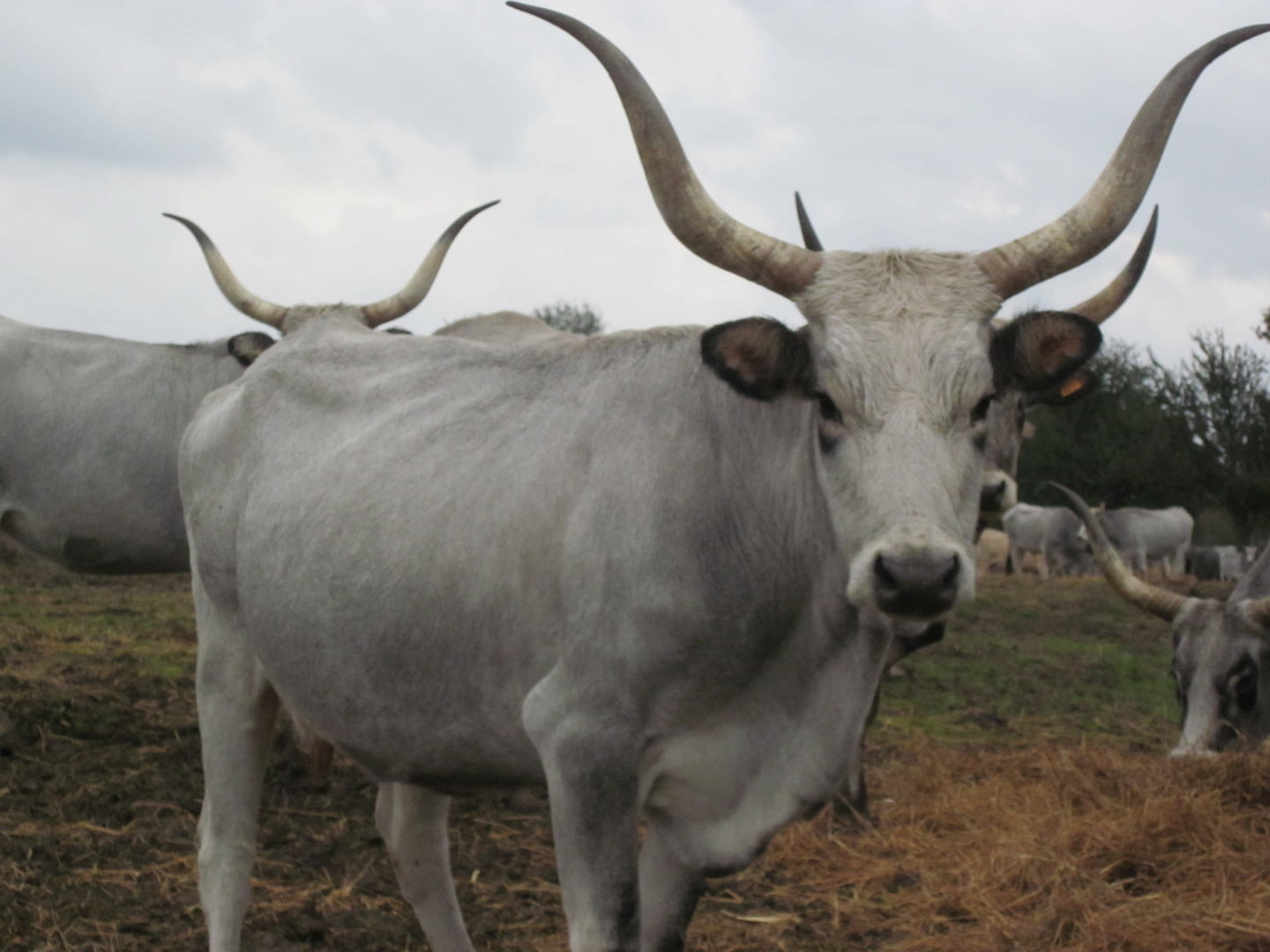 Mucca Maremmana Foto % Immagini| animali, mammiferi allo stato libero ...