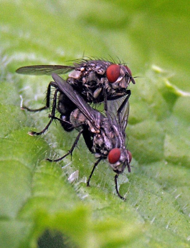 Muchi Foto & Bild | tiere, wildlife, insekten Bilder auf fotocommunity