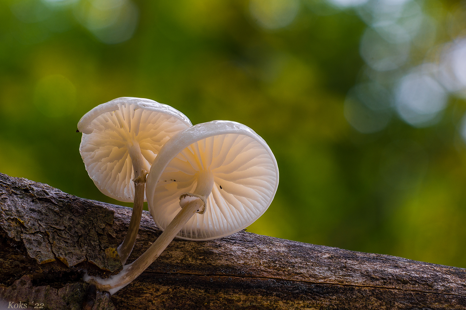 Mucidula mucida Foto & Bild | wald, makro, natur Bilder auf fotocommunity