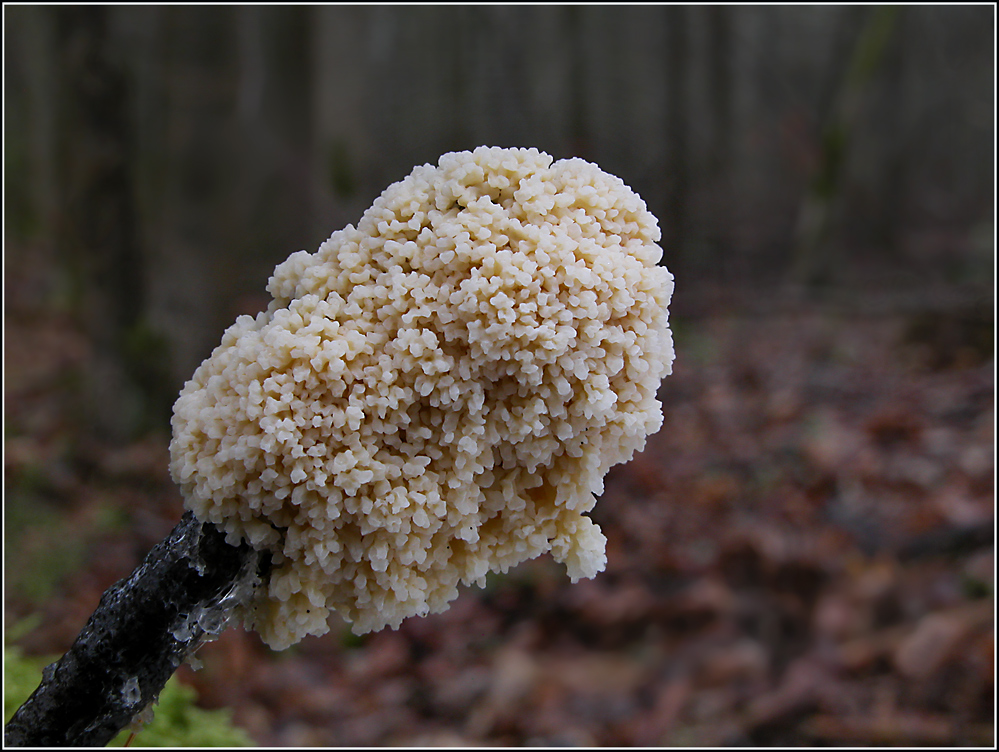 Mucilago crustacea Wiggers. Foto & Bild | pflanzen, pilze & flechten ...