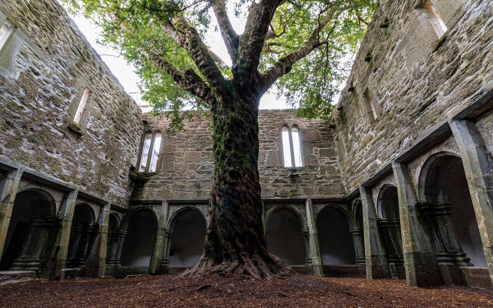 Muckross Abbey mit Eibe Foto & Bild | world, baum, kirche Bilder auf ...