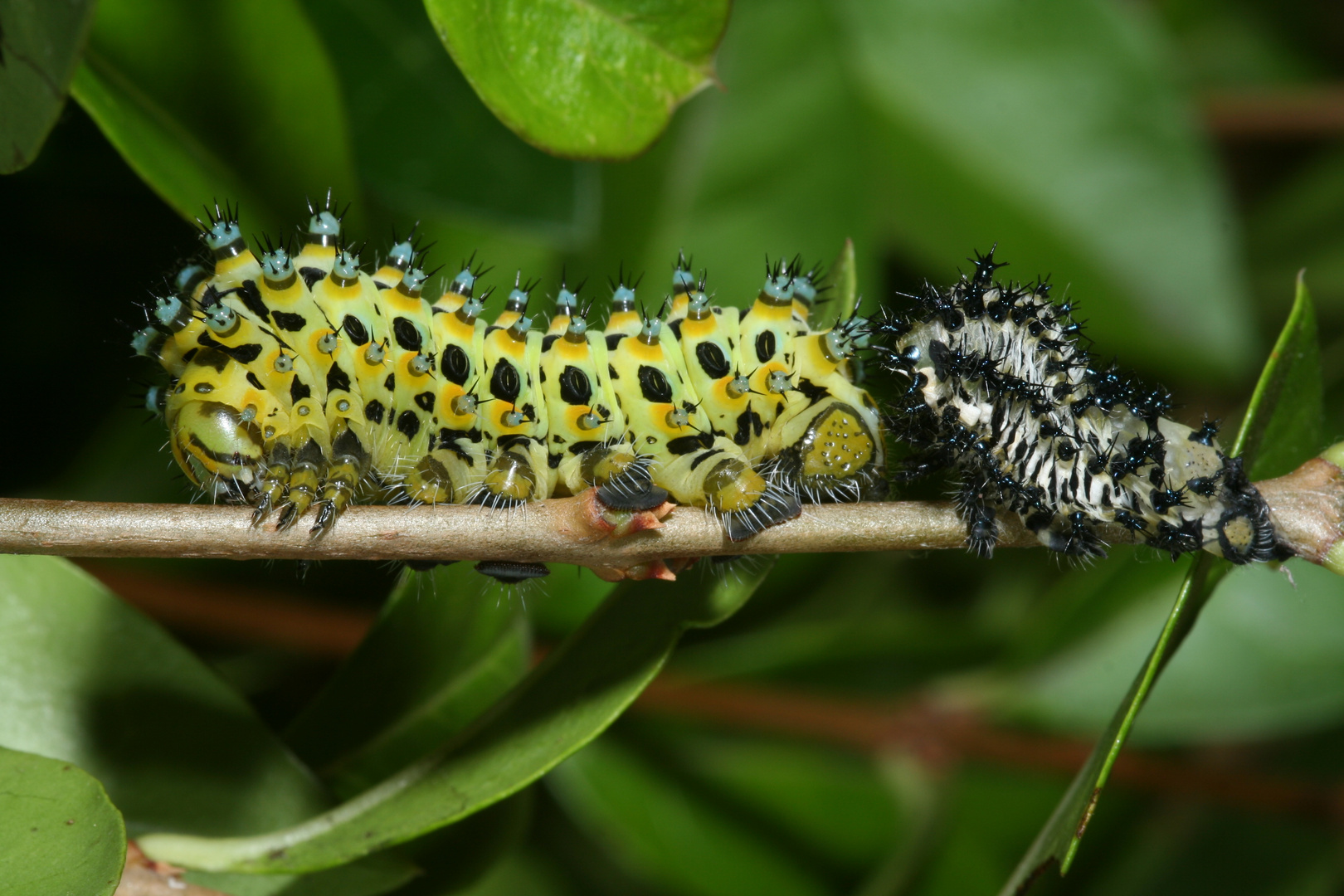 mue de chenille eupackardia calleta photo et image | macro nature ...