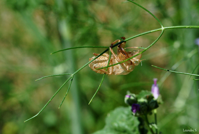 Mue de cigale photo et image | macro nature, macro insectes, sauterelle ...
