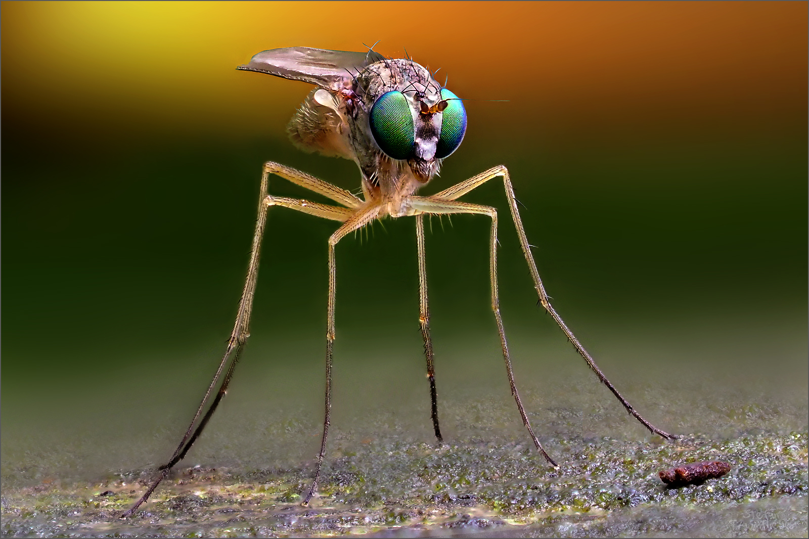 muecke Foto & Bild | tiere, wildlife, insekten Bilder auf fotocommunity