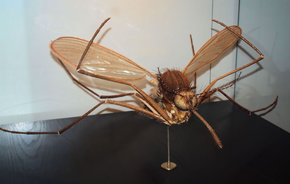 Mücken... Foto & Bild | kunstfotografie & kultur, museales, berlin ...