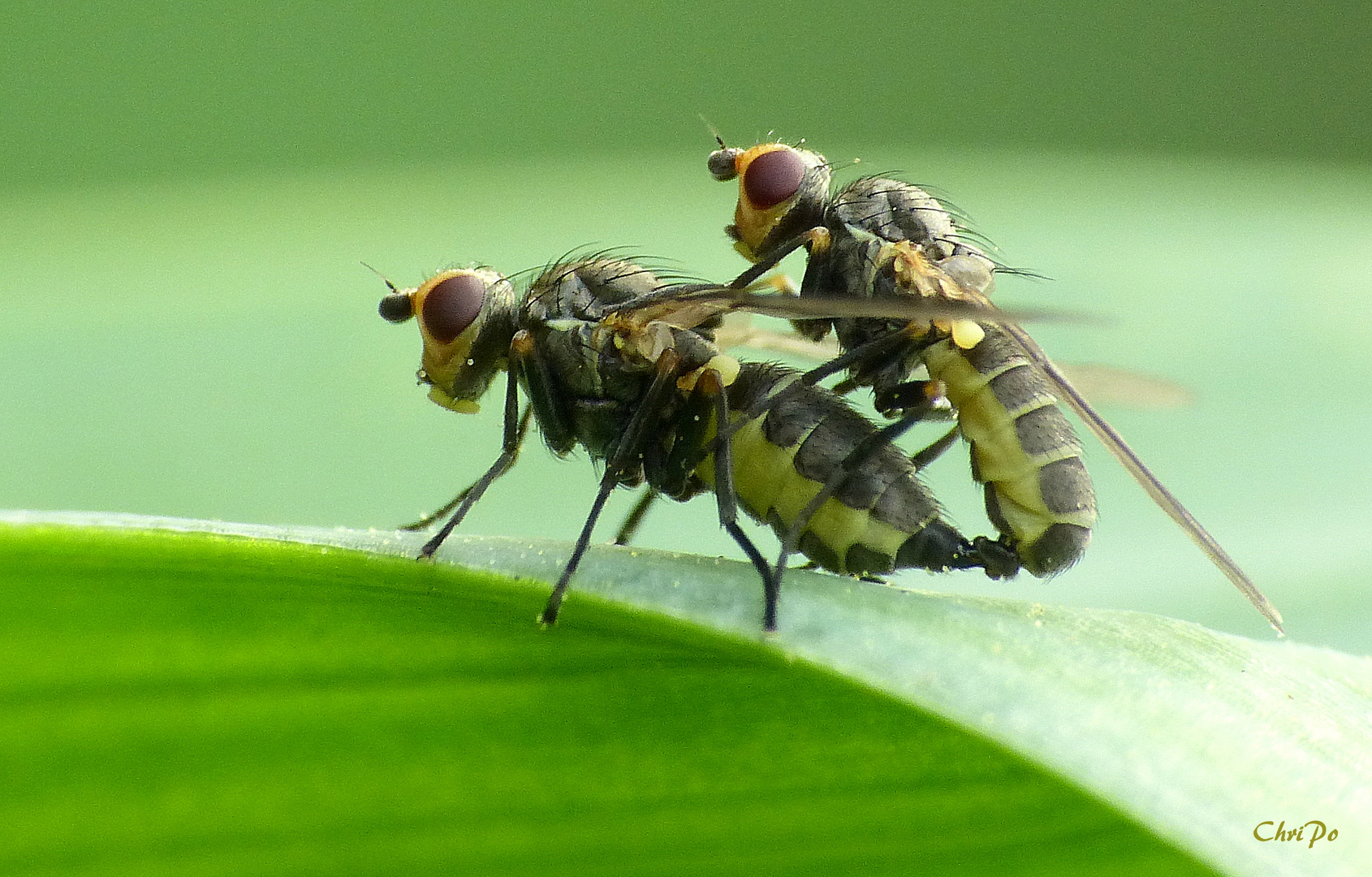 Mücken-Paarung Foto & Bild | tiere, wildlife, insekten Bilder auf ...