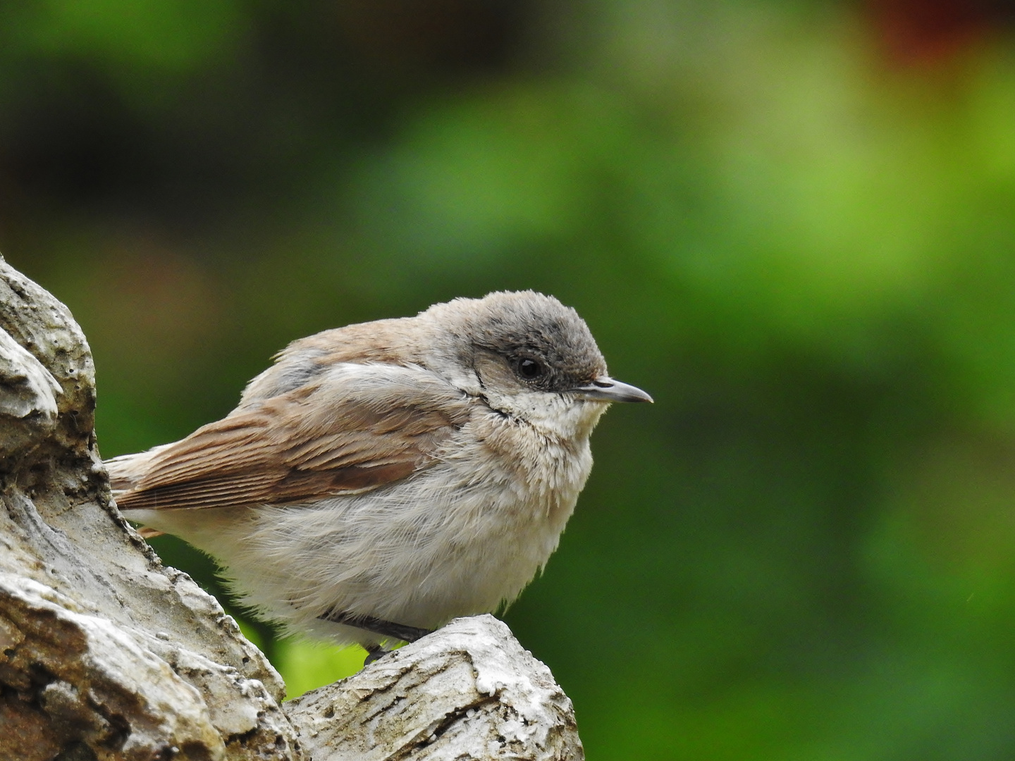 "Mücken-Plage"........;-)) Foto & Bild | tiere, wildlife, wild lebende ...