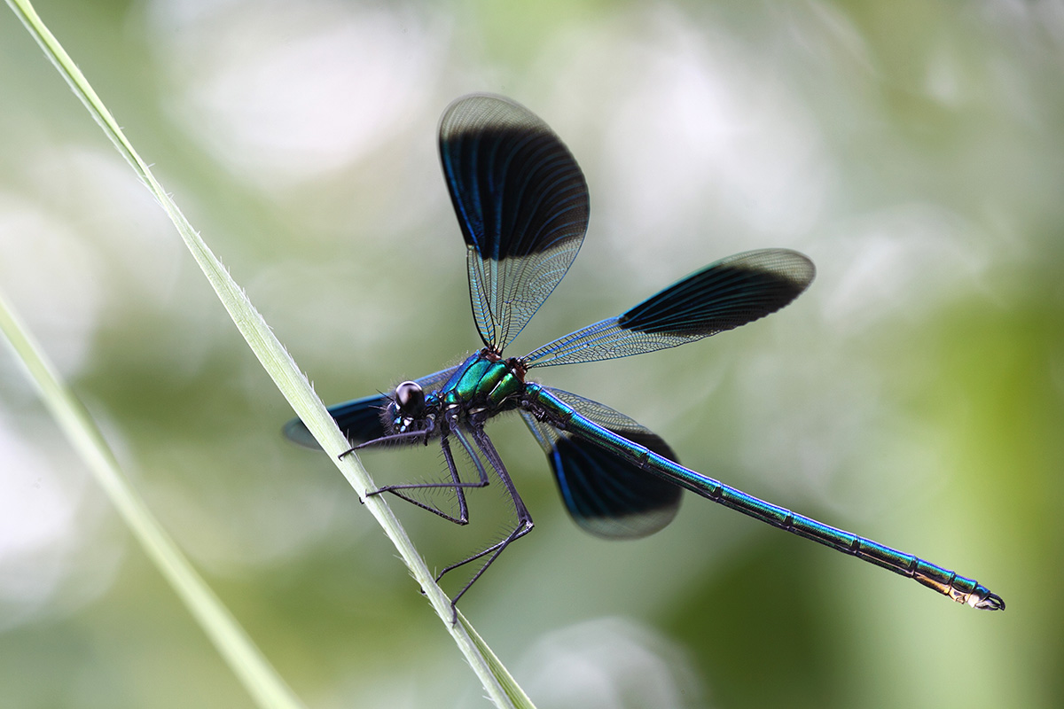 Mückenstiche und Libellen IV Foto & Bild | tiere, wildlife, libellen ...