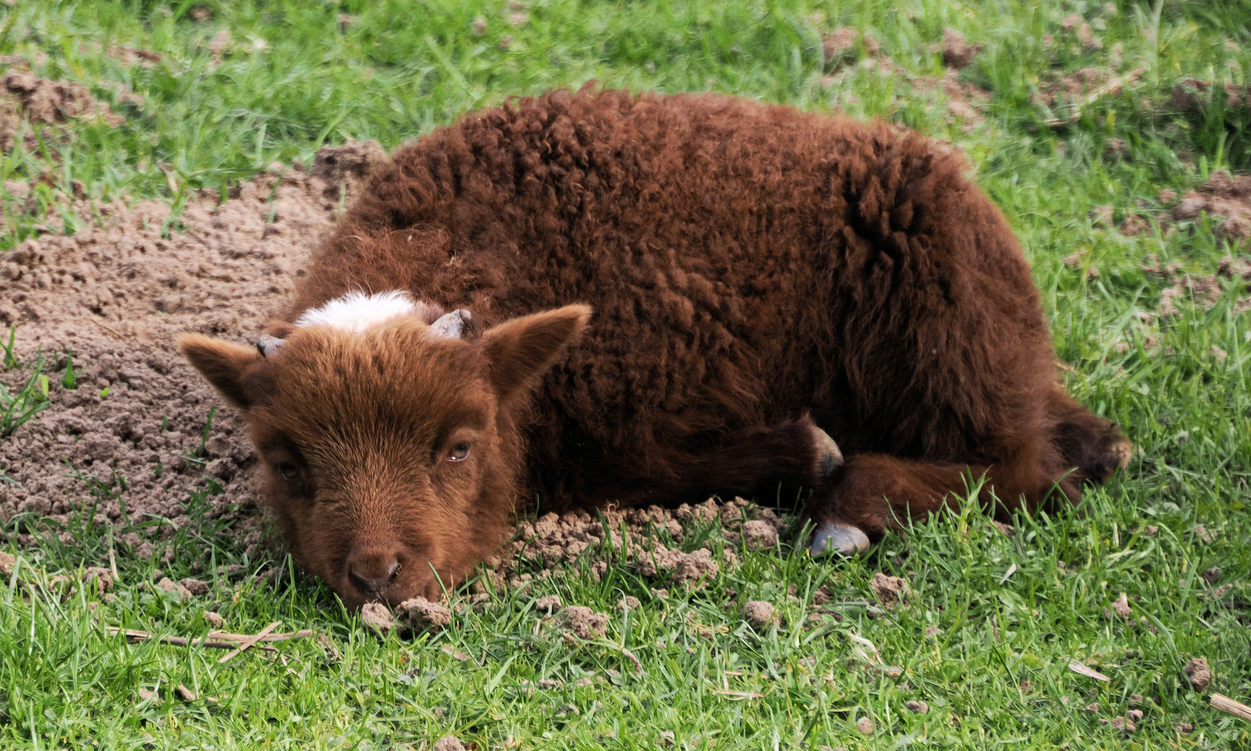 Müde… Foto & Bild | fotos, schaf, natur Bilder auf fotocommunity