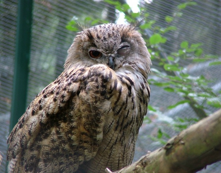 Müde Eule Foto & Bild | tiere, zoo, wildpark & falknerei, vögel Bilder ...