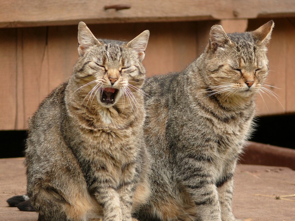 Müde Katzen Foto & Bild | tiere, haustiere, katzen Bilder auf fotocommunity
