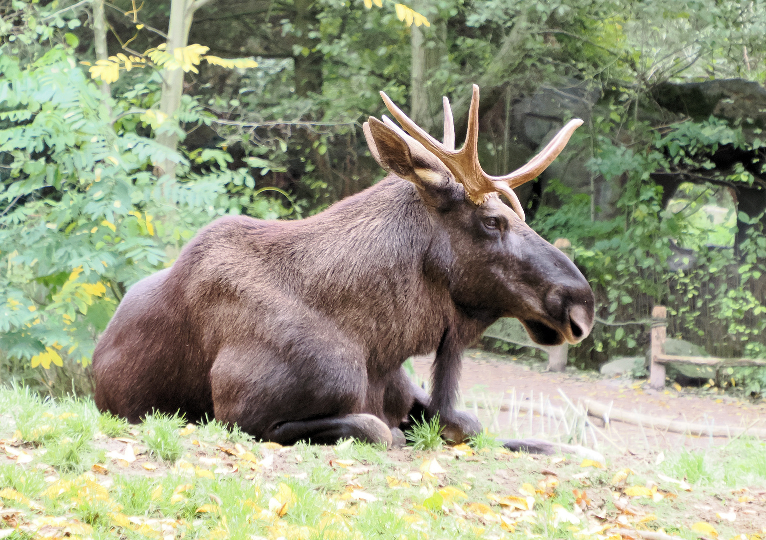 Müder Elch … Foto & Bild | natur, tiere, elche Bilder auf fotocommunity