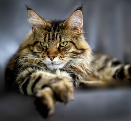 Katzen, Katzenbilder, Katzenfotos