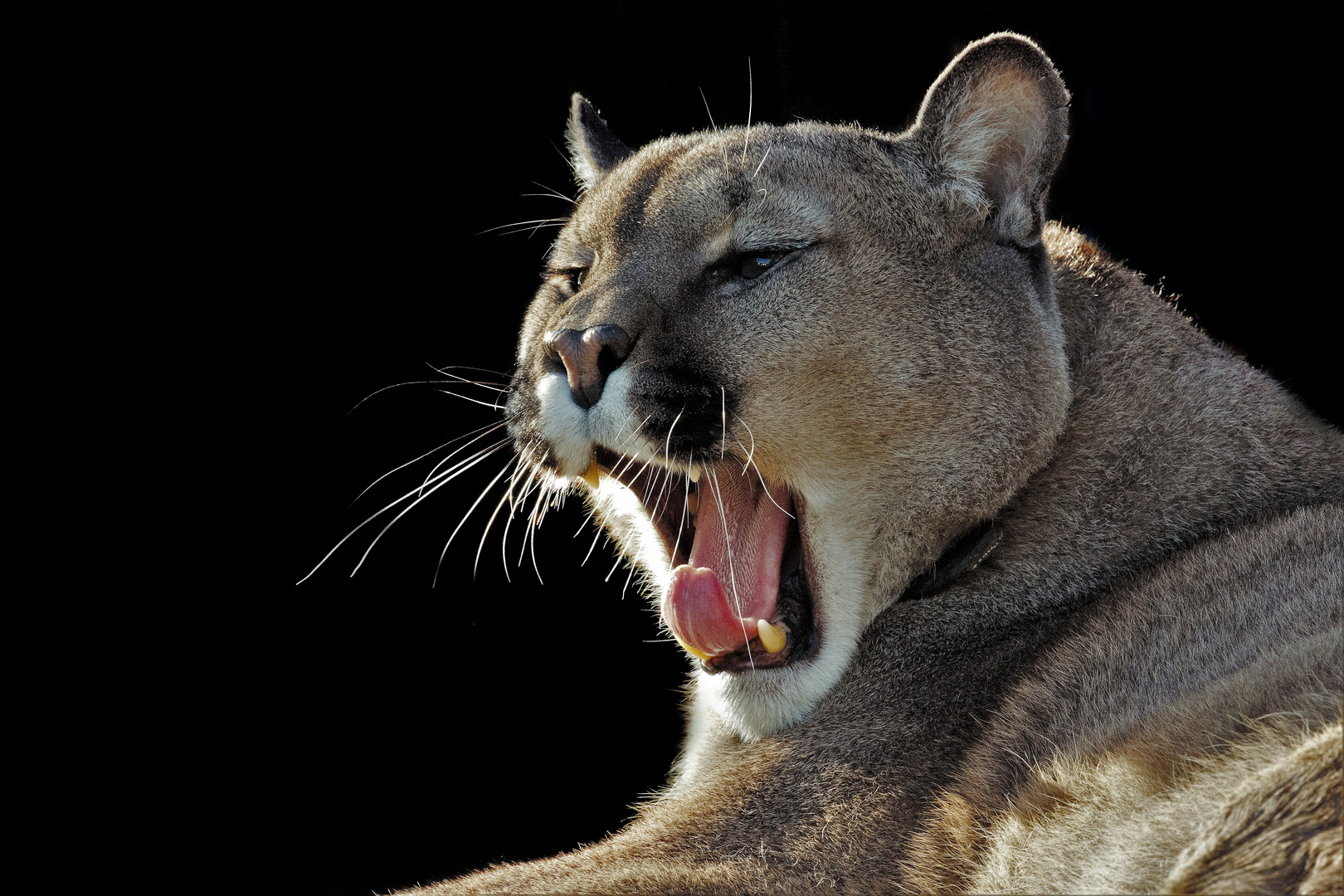 müder Puma Foto & Bild | natur, katzen, tiere Bilder auf fotocommunity