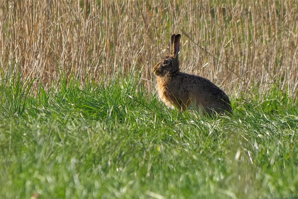 Mümmelmann Foto & Bild | tiere, wildlife, säugetiere Bilder auf ...