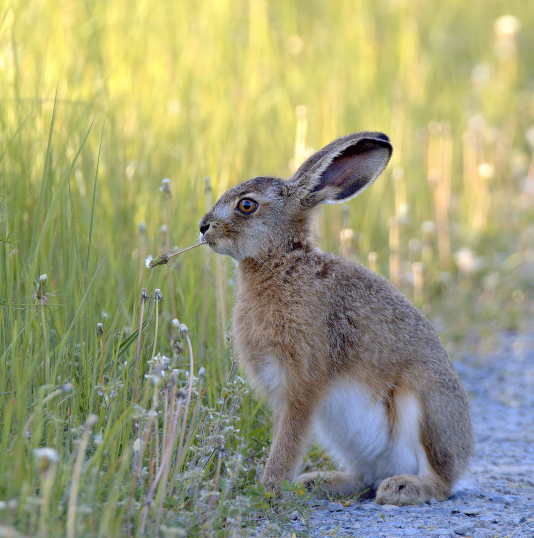"mümmelmann" Foto & Bild | tiere, wildlife, säugetiere Bilder auf ...