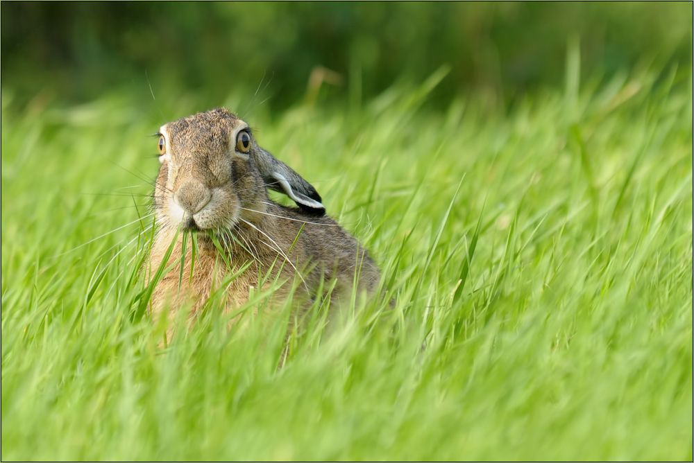 Mümmelmann Foto & Bild | tiere, wildlife, säugetiere Bilder auf ...