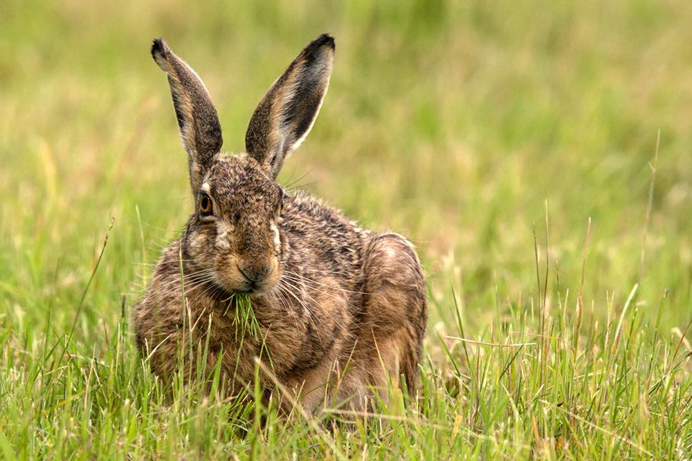 Mümmelmann Foto & Bild | tiere, wildlife, säugetiere Bilder auf ...
