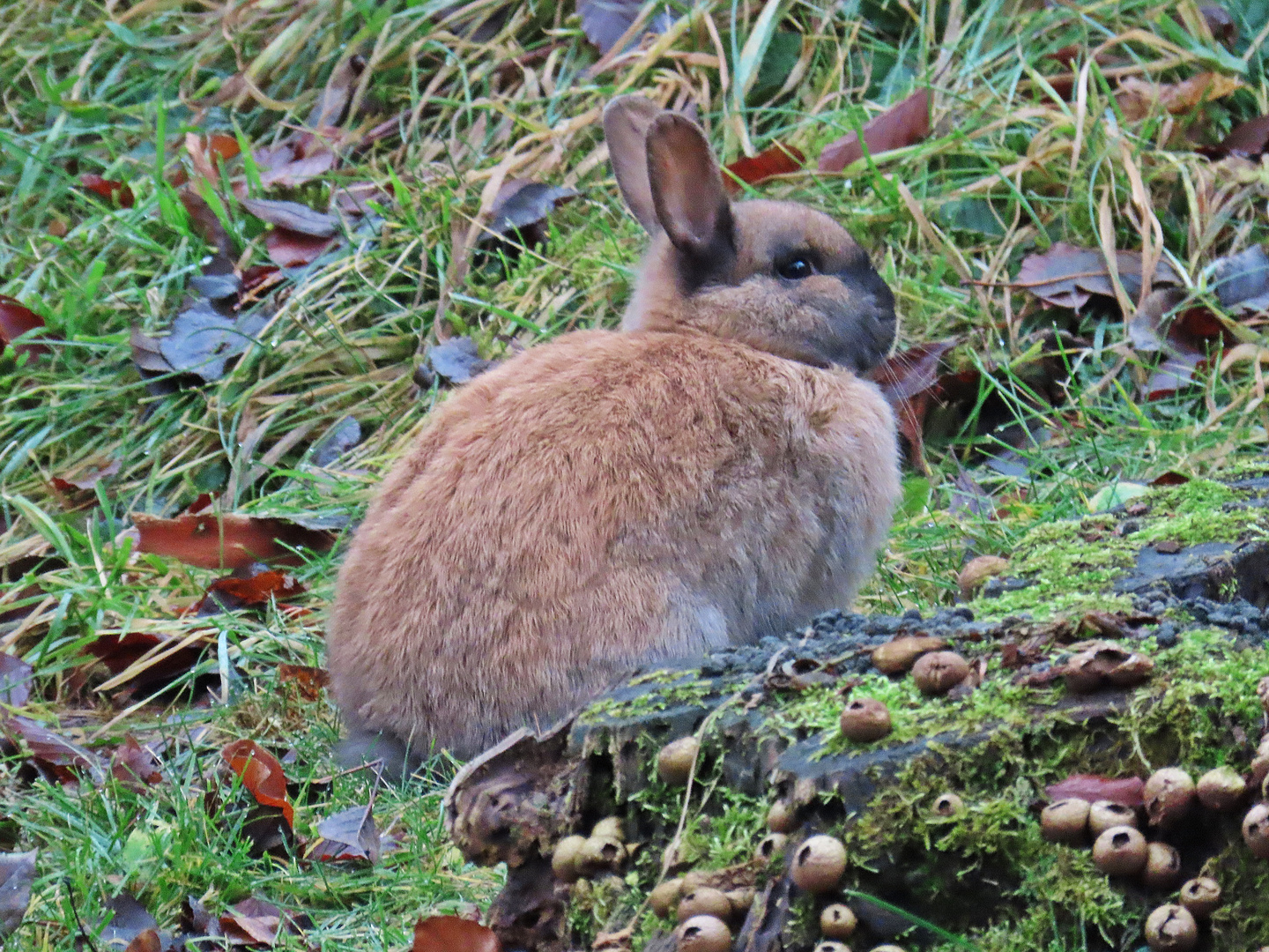 Mümmelmann mit Freigang Foto & Bild | tiere, zoo, wildpark & falknerei ...
