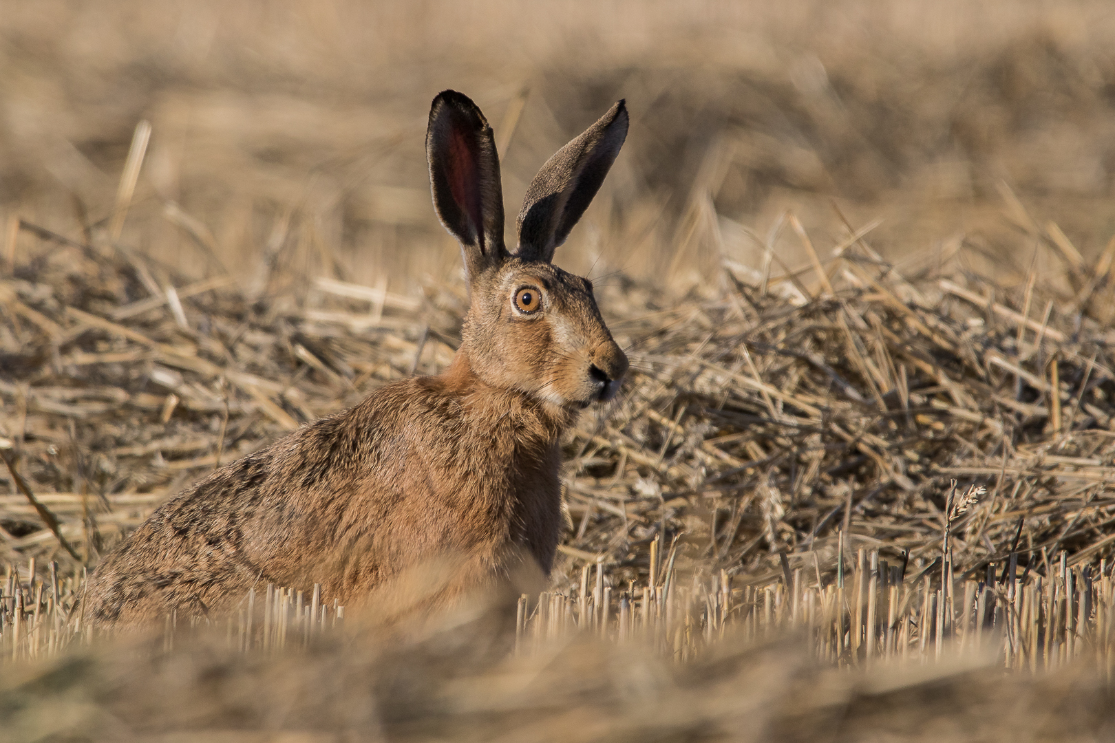 Mümmelmann/Frau... Foto & Bild | tiere, wildlife, säugetiere Bilder auf ...