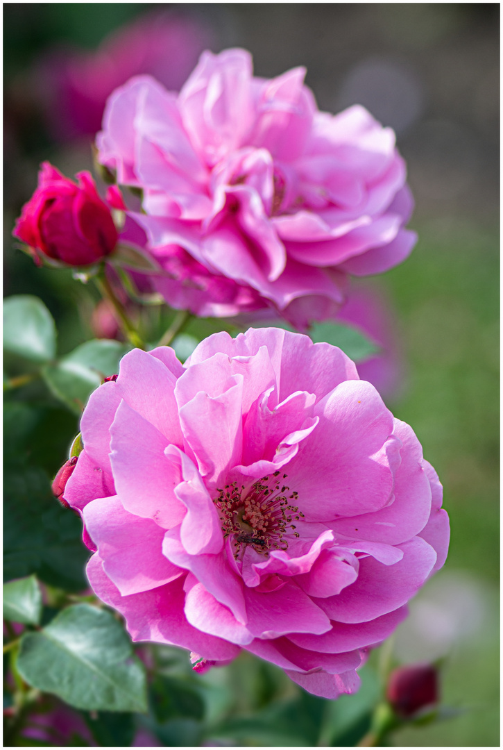 Münchner Kindl Foto & Bild | fotos, spezial, sommer Bilder auf ...