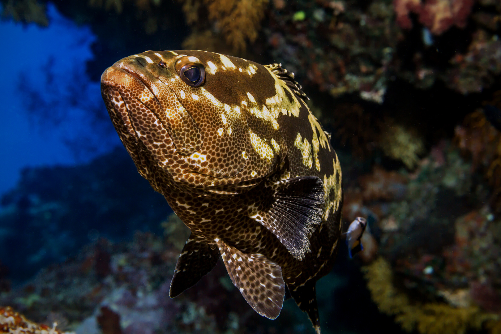 Mürrischer Geselle Foto & Bild | unter wasser, sea, meer Bilder auf ...