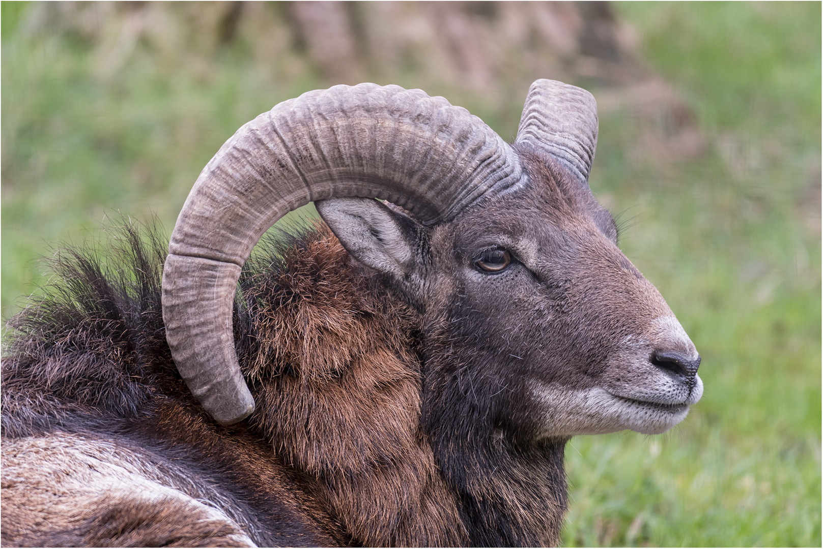 Mufflon Foto & Bild | natur, tiere, säugetier Bilder auf fotocommunity