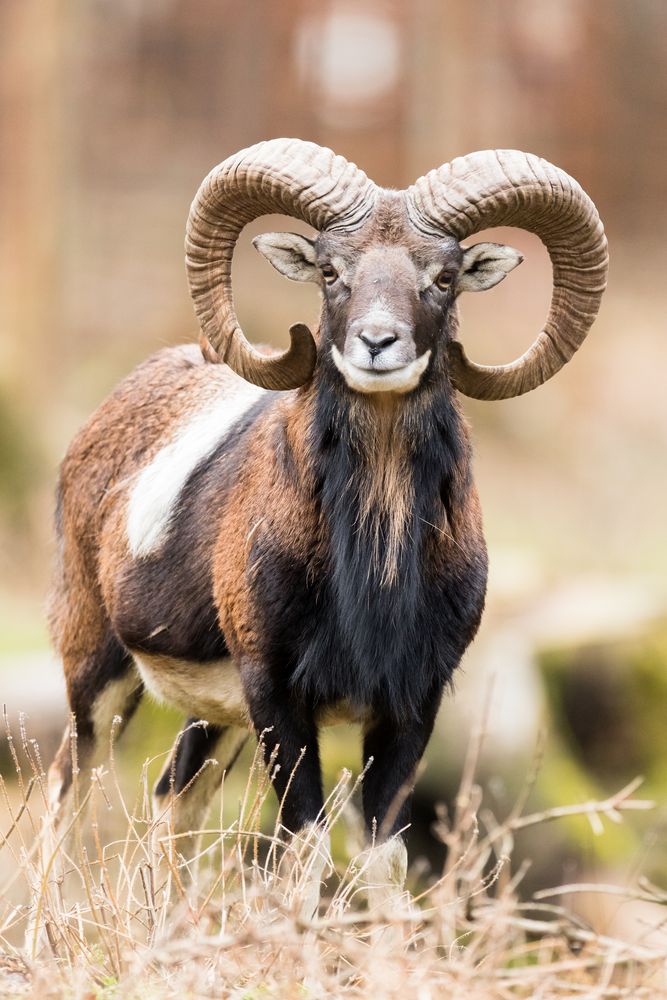 Mufflon Foto & Bild | tiere, zoo, wildpark & falknerei, säugetiere ...