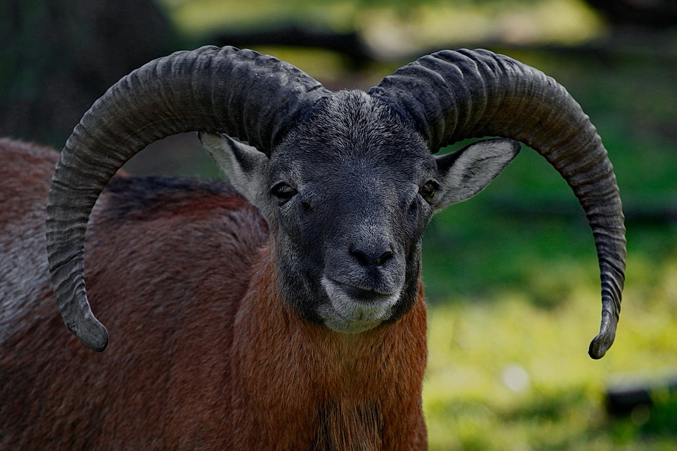 Mufflon Foto & Bild | tiere, zoo, wildpark & falknerei, säugetiere ...