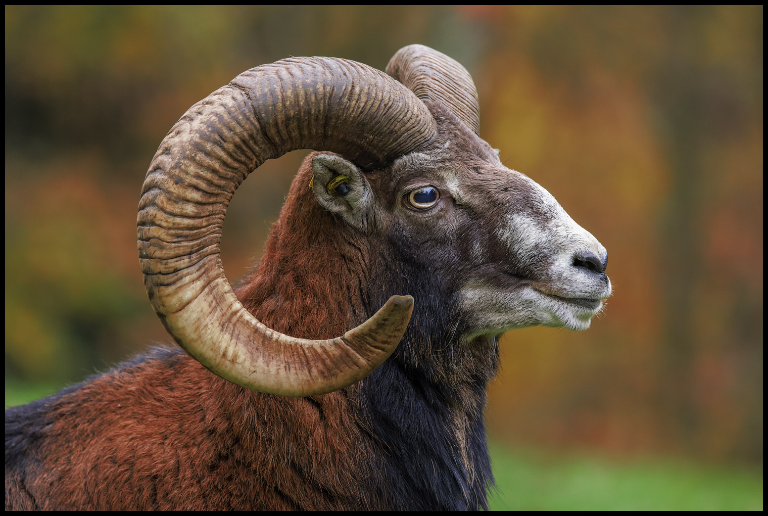 Mufflon Foto & Bild | deutschland, europe, saarland Bilder auf ...