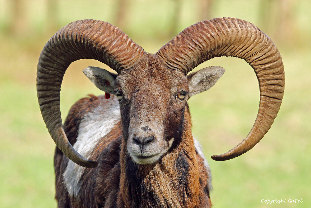 Mufflon Foto & Bild | natur, zoo, tiere Bilder auf fotocommunity